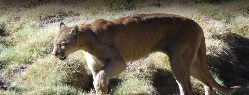 Campaña Pumas - Fundación Cullunche